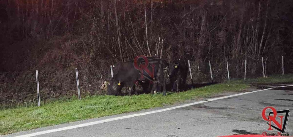 VOLPIANO – Camion carico di bestiame si incendia in autostrada A5 (FOTO) VOLPIANO – Camion carico di bestiame si incendia in autostrada A5 (FOTO)